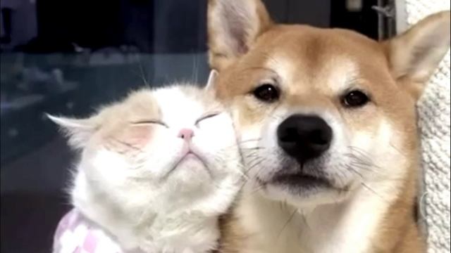 Футаж СОБАКА С КОШКОЙ № 507