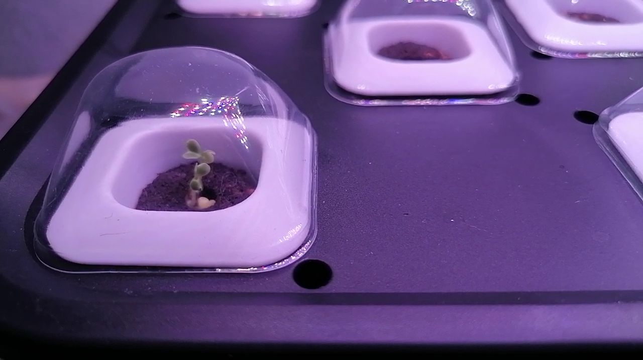 Гидропоника Умный сад DakRide. Инструкция, отзыв.