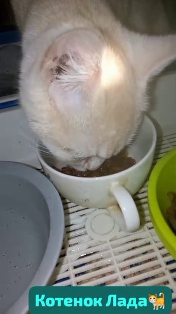 А сегодня банный день. Лада освежилась ,