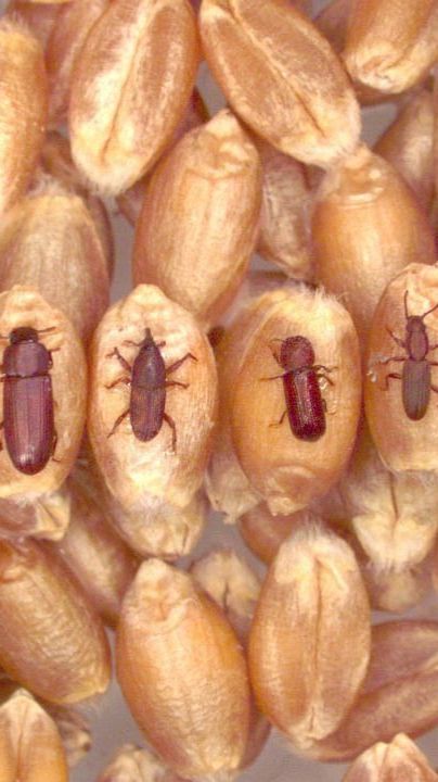 Личинки в семенах Patriot #shorts #gardening #fail