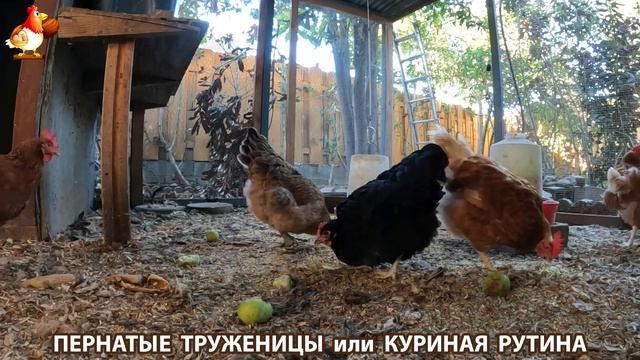 Куриная рутина – что делают куры на выгуле 😂 эпизод (146)