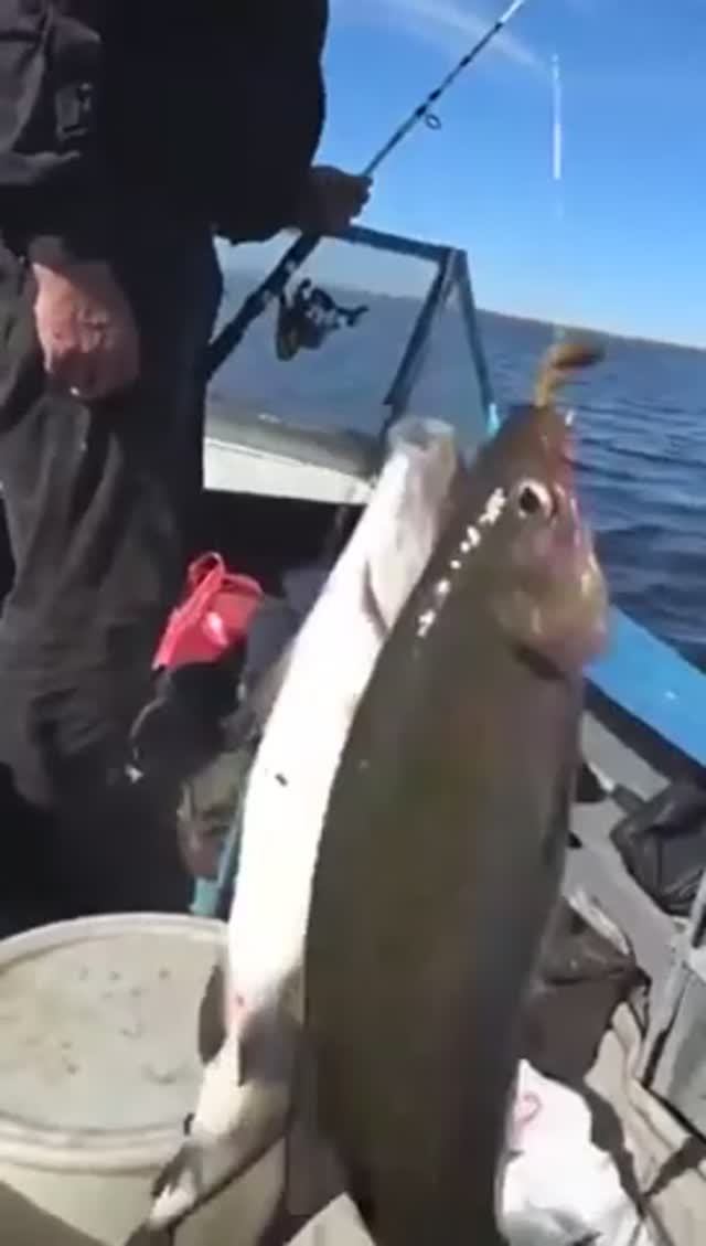 Клюнуло два Сига за раз! Shorts