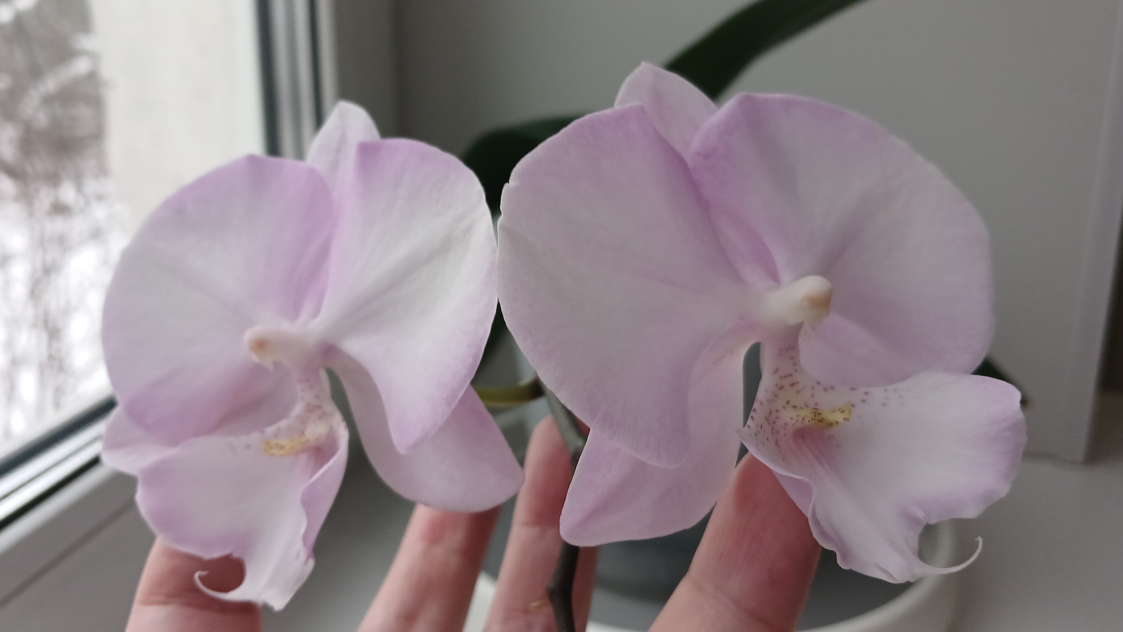 Цветение биг липа А-153. 2025г.-2026 год.🌺🌺🌺