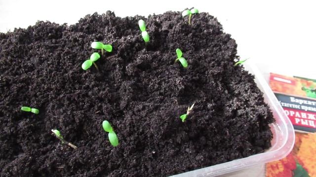 Бархатцы прямостоячие: рассада в возрасте 7 дней после посева в марте