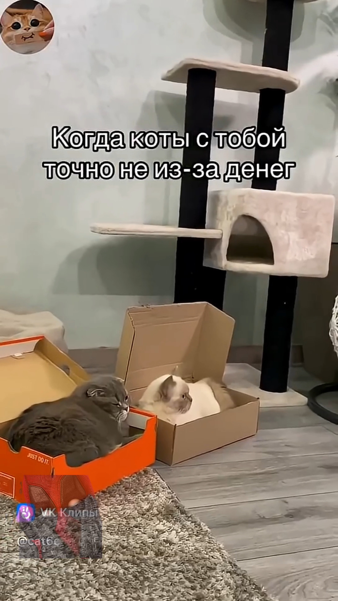 Всем отличного настроения 😼🫶😎