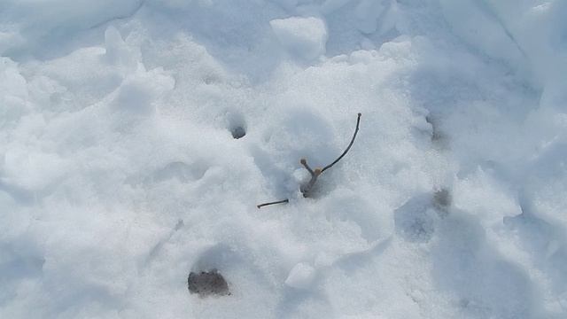 Вот такая весна у нас