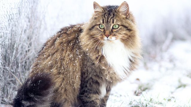 Кошка для аллергиков