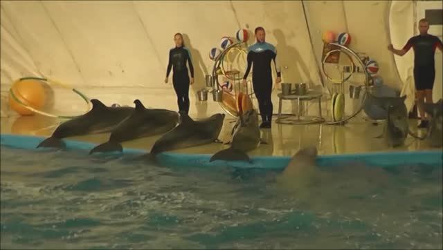 г. АНАПА, 2014г.  " ДЕЛЬФИНАРИЙ "