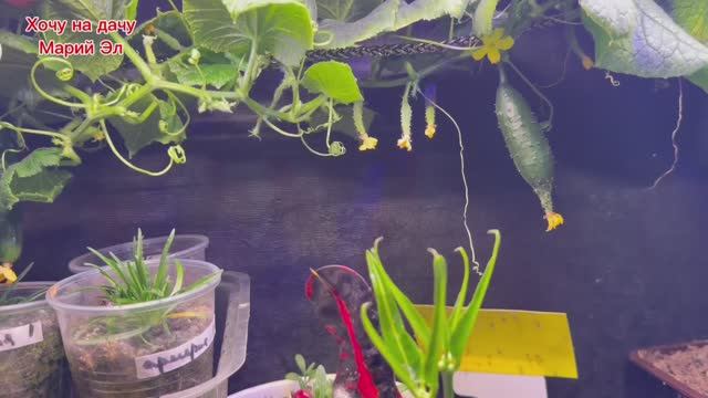 Что изменилось за 9 дней на даче. Обзор на 17.03.26г.