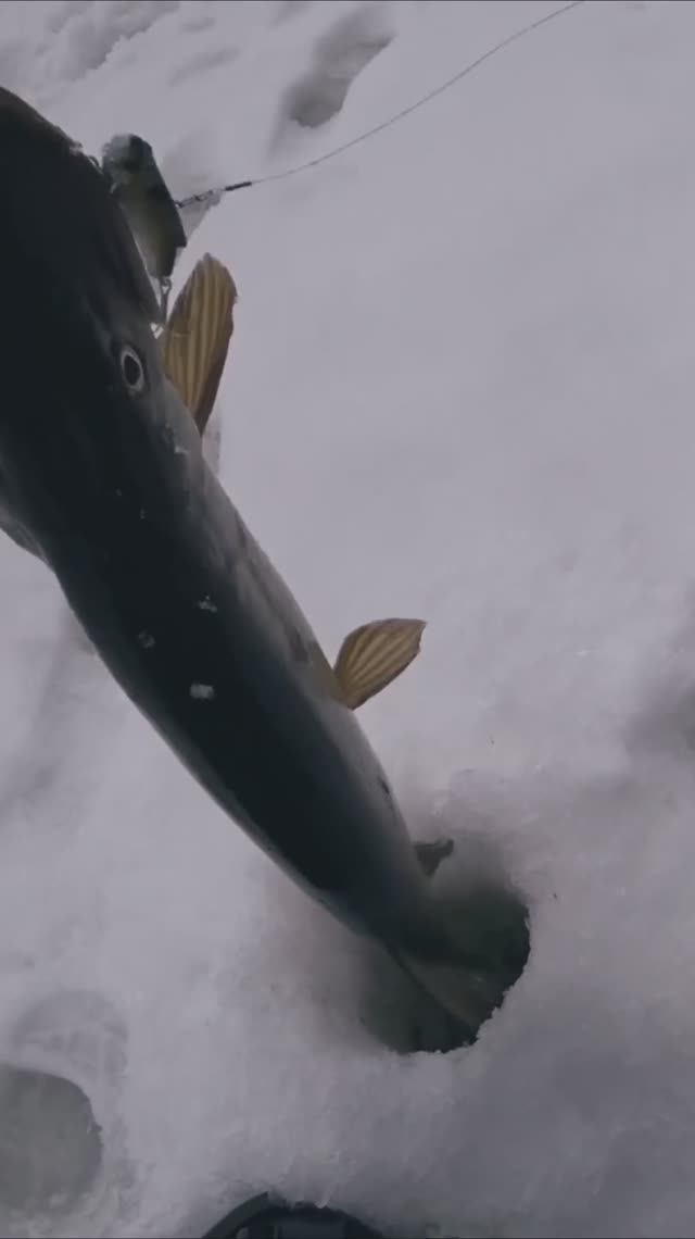 ШИКАРНАЯ ЩУКА НА ВИБ