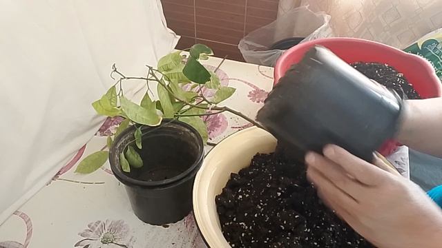 Замена грунта Лимон Иранский Сладкий 14.03.2026