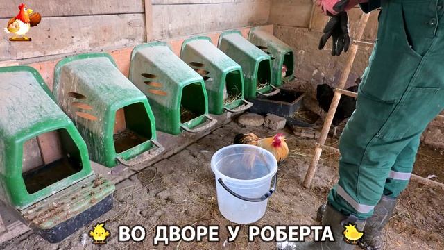Содержание кур в домашних условиях и других птиц во дворе у Роберта 🐣🐤🦆🐔🪿🦃 (445)