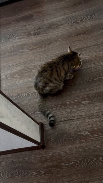 КАК КОРМИТЬ ЧЕТЫРЁХ КОТЯТОК БЕЗ ССОР: правильная раздача мисок