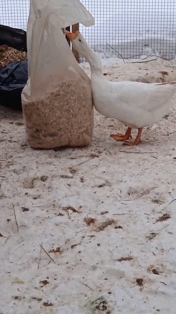 Любопытный гусь