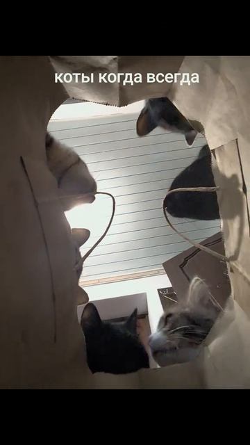 Совещательный орган