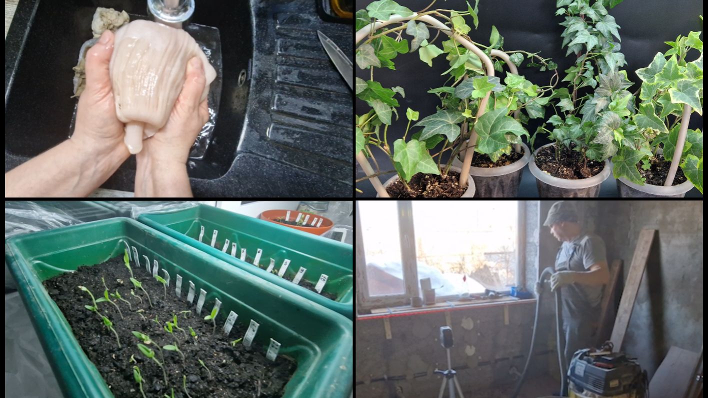 Воскресенье ч 3. Мне сегодня в этом повезло. Чищу говяжий рубец. Оформила плющи