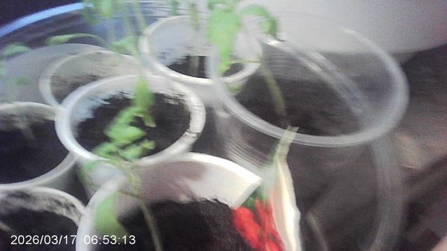 Обзор рассады томатов сорта Оля Ф1 (февральской посадки)