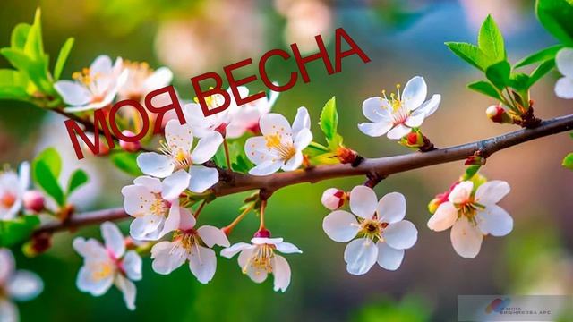 МОЯ ВЕСНА  - исполнение Александра Сергеенкова