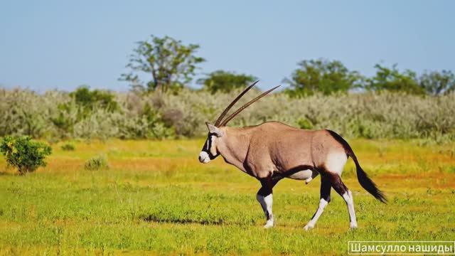 #Коран#АльБакъара#СамыеКрасивыеМеста#Relaxation##Islam#Quran#AlBaqarah'#Minshawiy #4кВидео#35часть#