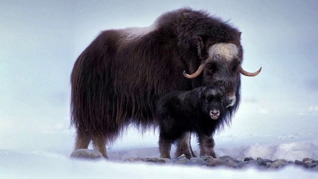 Видеознакомство "Арктика. Ледяная шапка Земли"