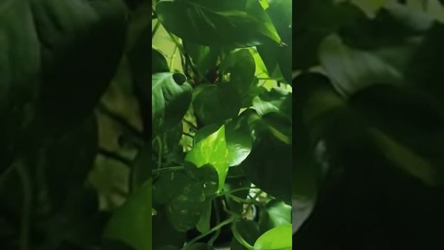 Кривое зеркальце обзоры на Губареву- Лев в ярости.