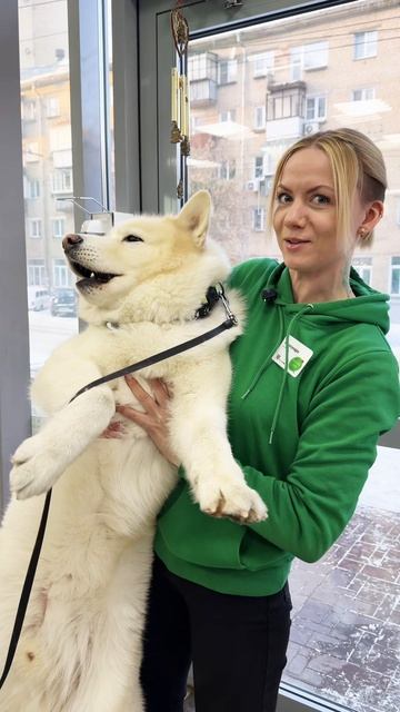 “38? 45? больше 50?” — угадываем вес Эльфа (хаски+самоед) 🐾 | Челябинск