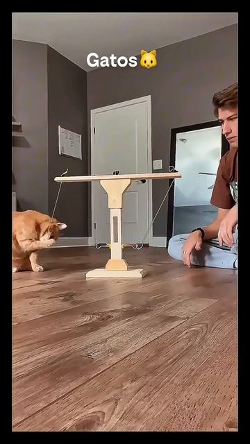 Забавные моменты с котами