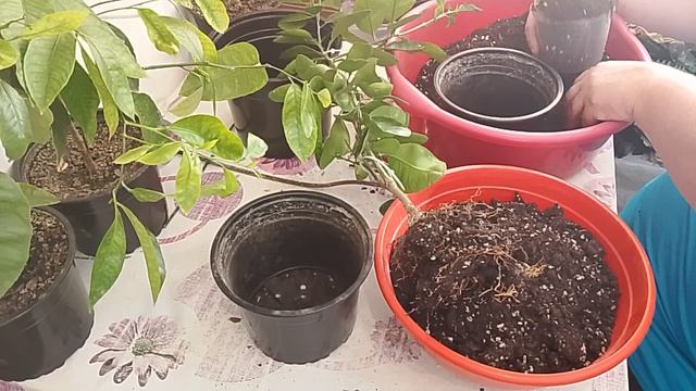 Замена грунта Грейпфрут Оробланко 14.03.2026