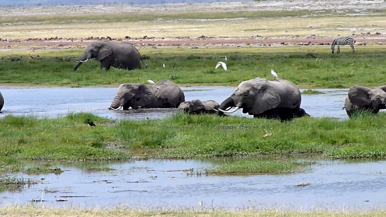 В жаркой Африке