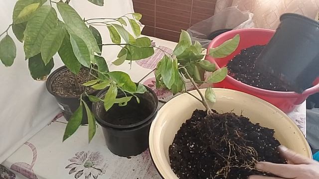 Замена грунта Лимон Двойной Средиземноморский 14.03.2026