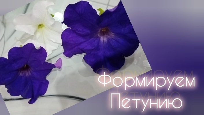 ФОРМИРУЮ ПЕТУНИЮ. Важные моменты