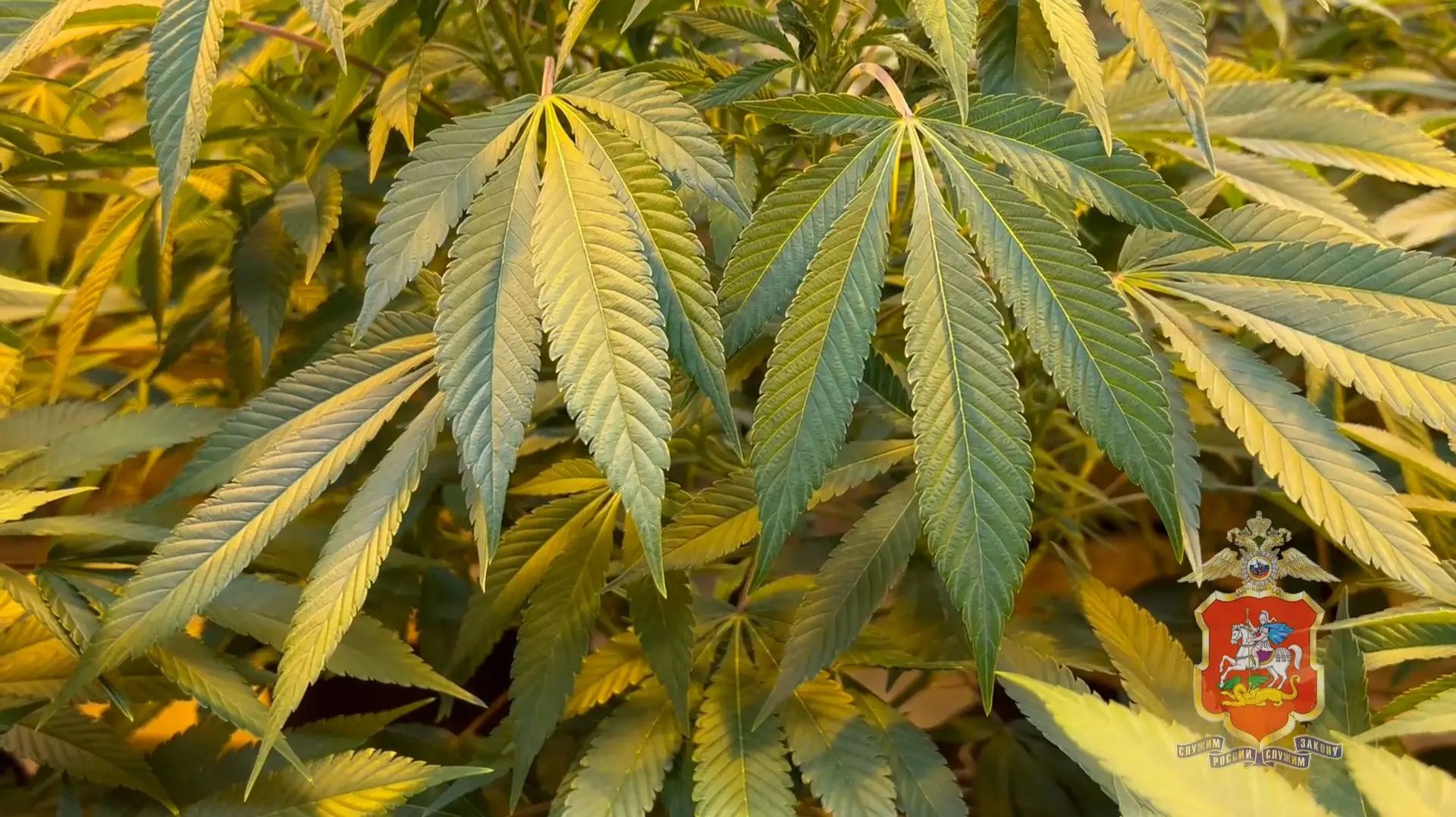 Построивший конопляную оранжерею в Подмосковье житель Воскресенска заключён под стражу