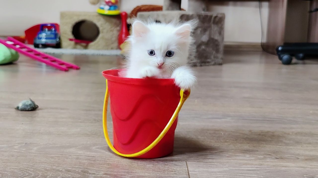 Котенок Микки лазает повсюду. Мама-кошка и ее котята.