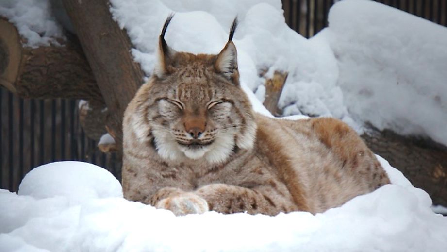 Сибирские рыси Лур и Лана вкусно поели и решили отдохнуть.