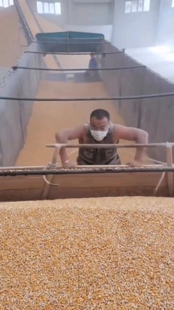 Выгрузка кукурузы как отдельный вид серфинга