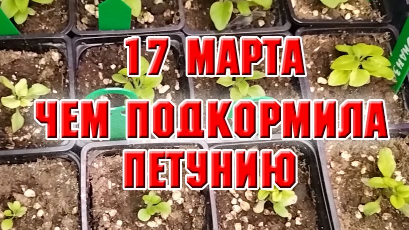 17 марта. Вторая подкормка петунии