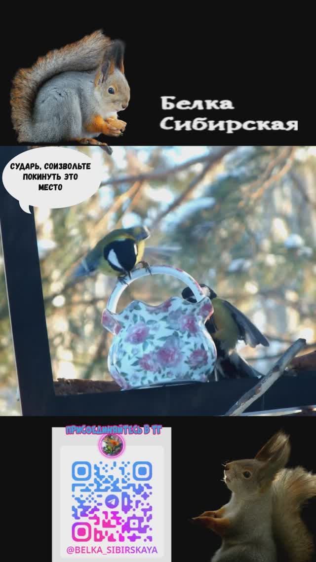 Синичьи стычки на кормушке