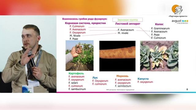 Система защиты картофеля от А до Я: болезни, потери до 30% и реальные решения