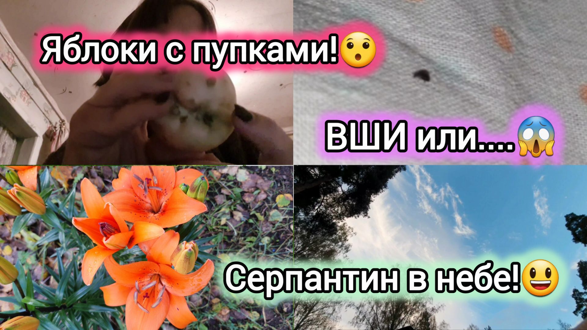 12.10.2024 БЫЛО СТРАШНО-ПОБОЯЛАСЬ ВЫЙТИ!😱 ПЕРЕСАДИЛА ЛИЛИИ.🌺НЕБО СЕРПАНТИН.🌌