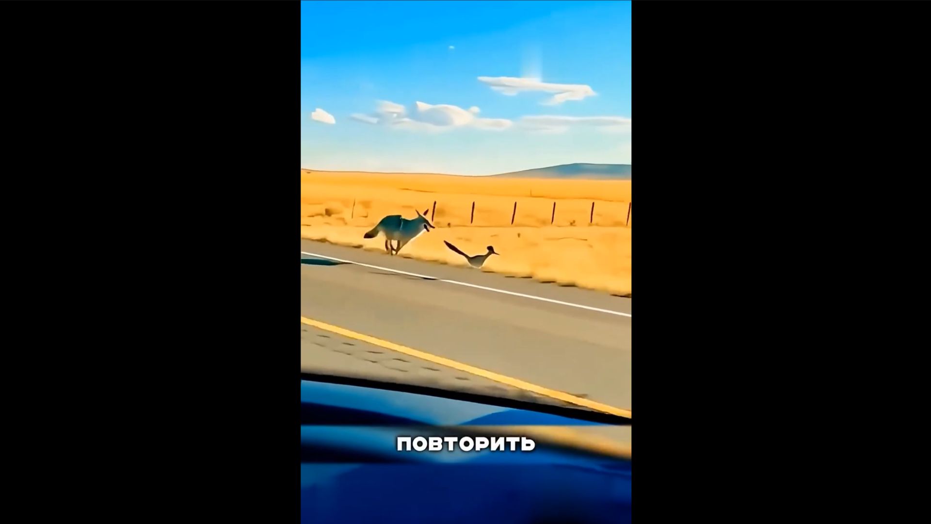 Дорожный бегун