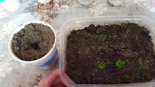 Как пикировать лобелию