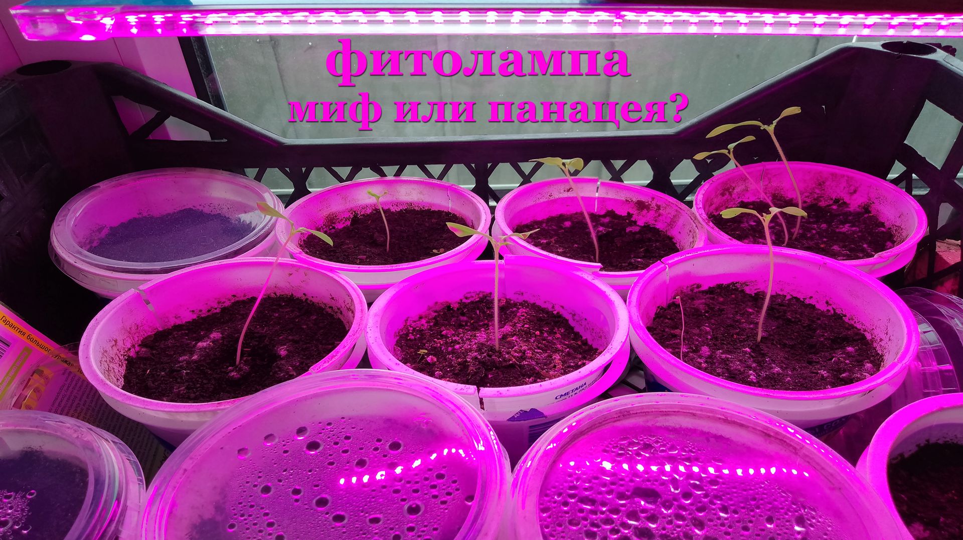 Миф или панацея фитолампа для рассады?