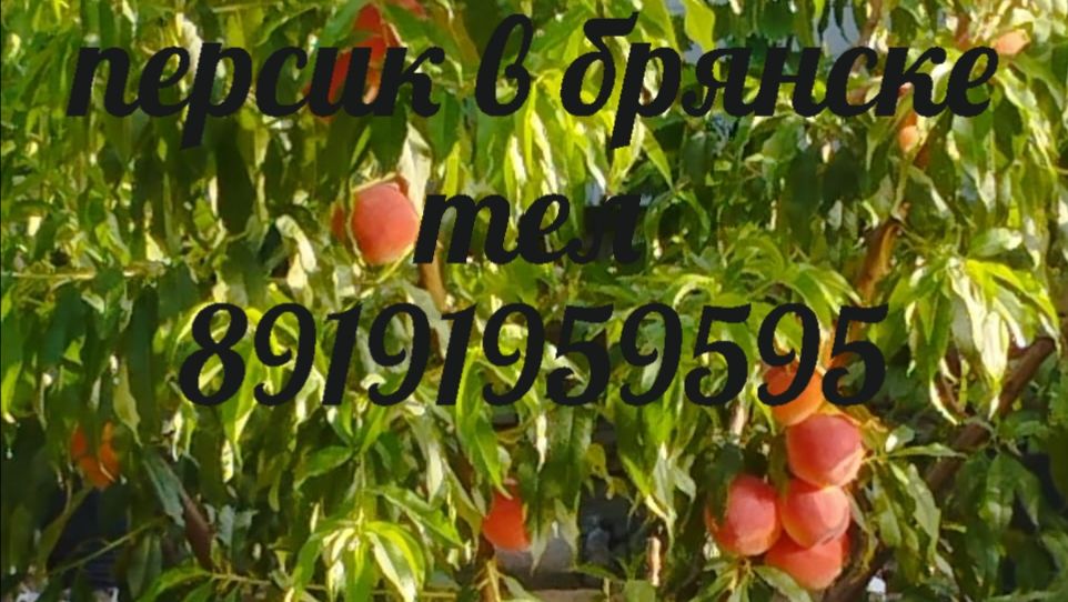 Саженцы персик , яблоня на 13 марта .