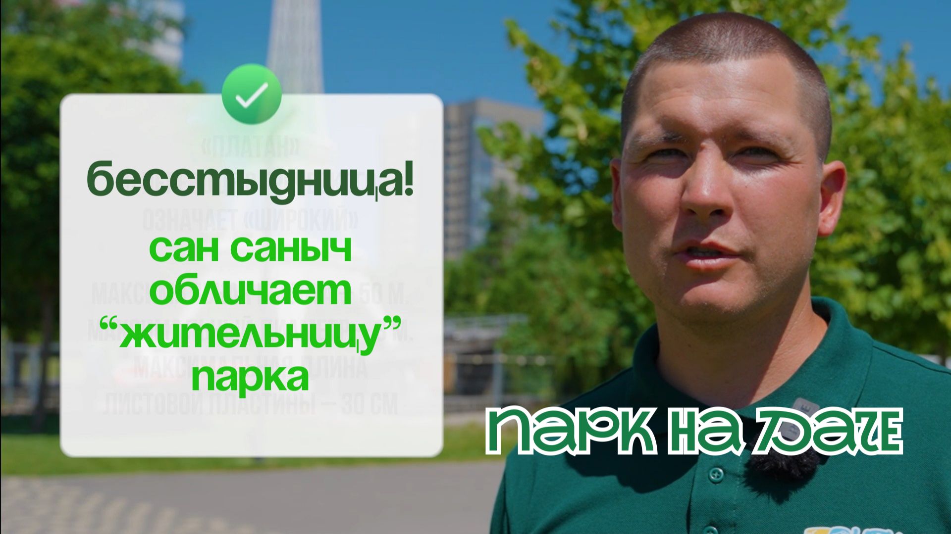Парк на даче: платан - дерево, которое меняет кожу
