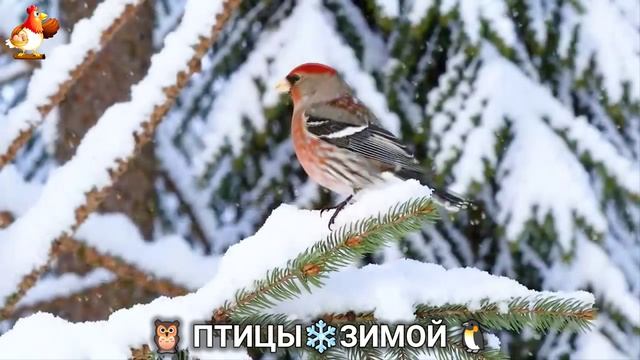 Птицы зимой в лесу 🐦_⬛🦉 🦤 видео для отдыха душой 🦅🌲(25)