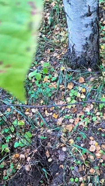 Местечко шикарное