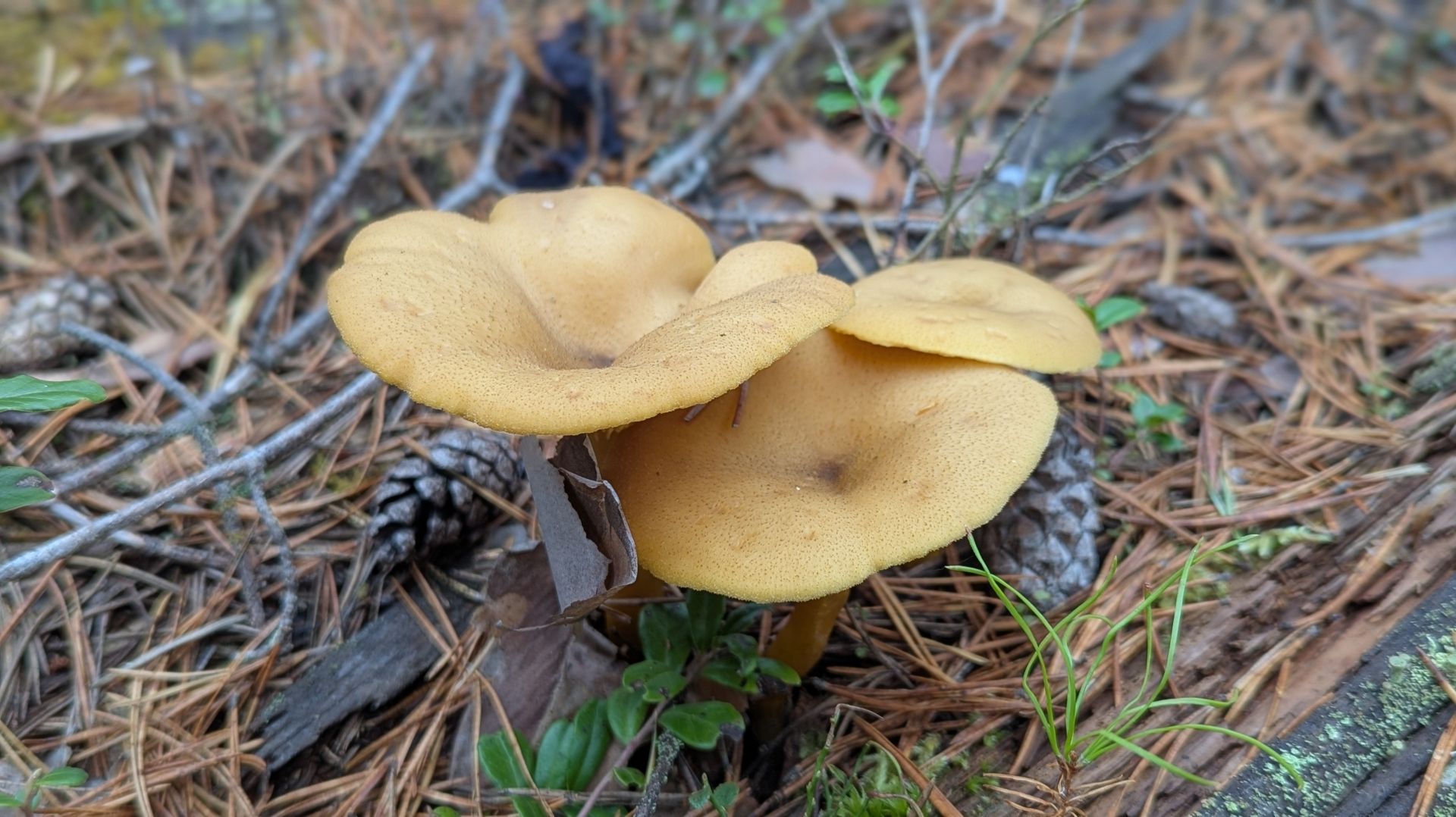 Рядовка украшенная (Tricholomopsis decora). Как выглядит гриб на месте произрастания.