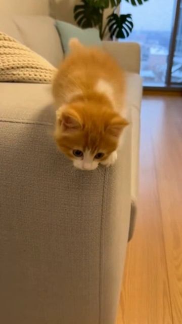 Ну очень страшный диван 🙀