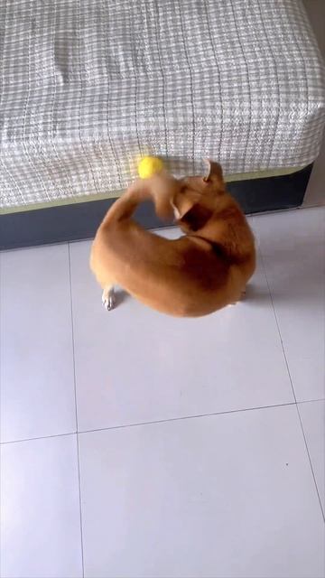 Собака-играка