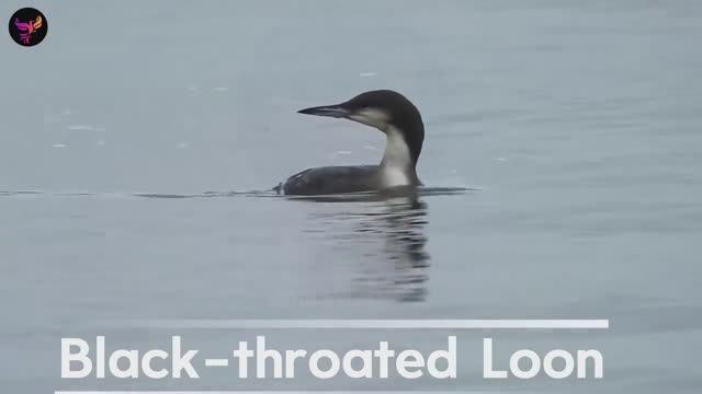 звуки птиц в природе звуки птиц в природе н е